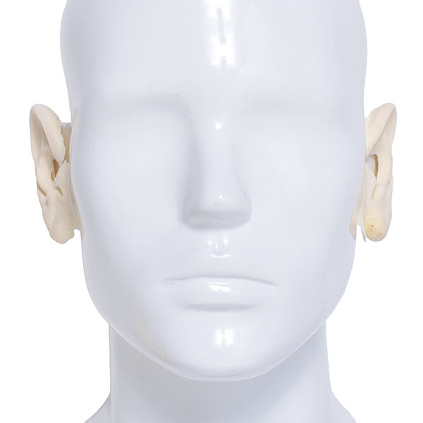 Rubber Wear Foam Latex Prosthetic Aged Ears #2 | Alcone Company